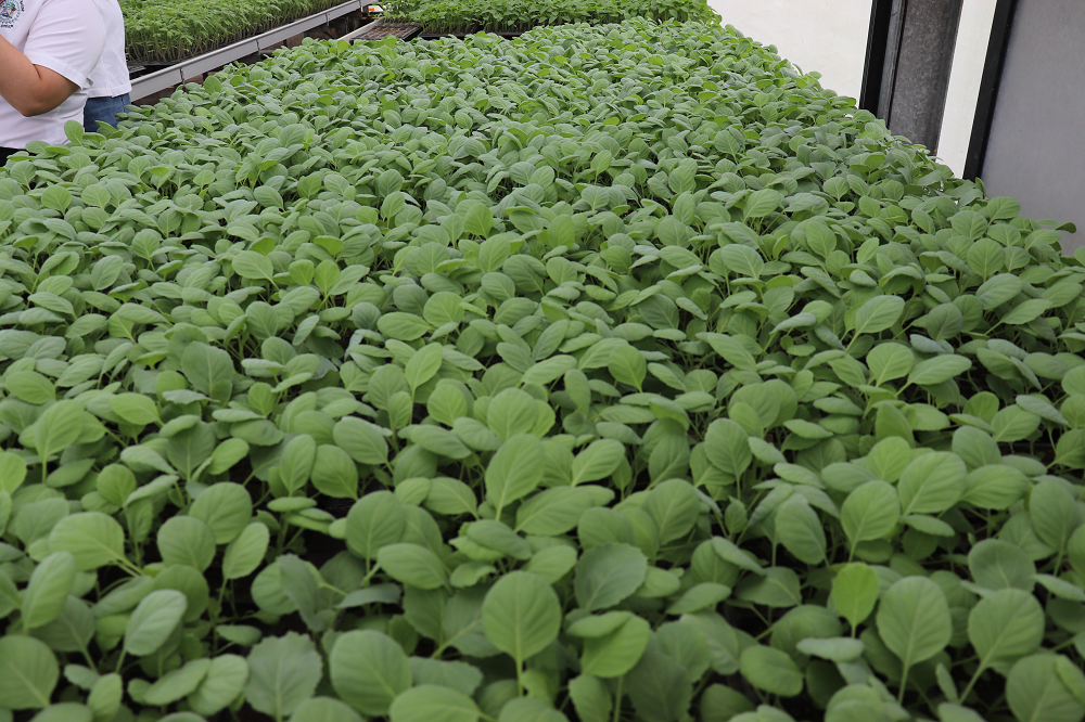 Minister of Agriculture, Food Security and Enterprise Tours Vegetable ...